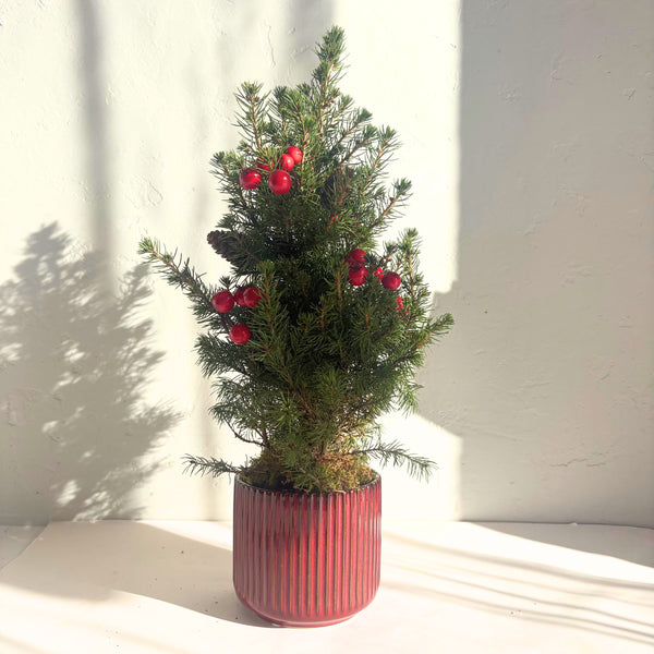 Red Berry Alberta Spruce – Oleander Floral Design